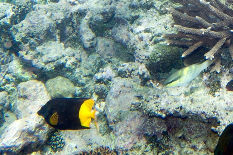 Foxface bicolor: características, habitat, reprodução e alimentação ...