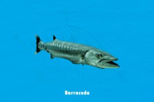 30 Tipos de peixes de água salgada para pescar no Brasil | Blog do Pescador