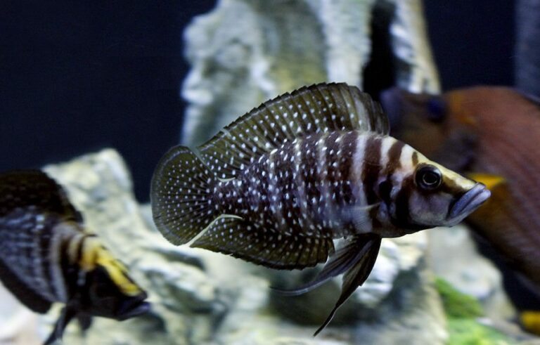 Calvus black peixe: características, alimentação, habitat e onde ...