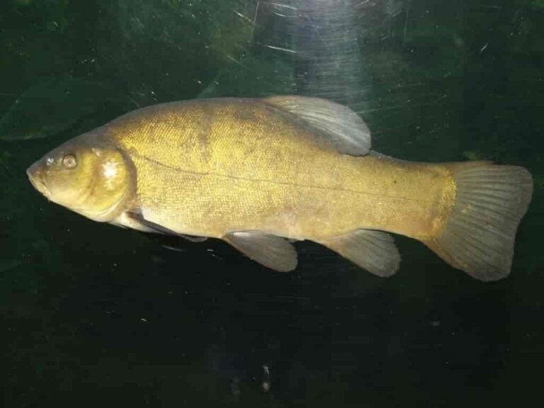 Tenca peixe: características, reprodução, alimentação, habitat e ...