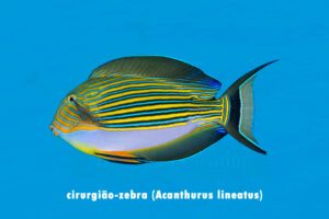 17 Tipos de peixe cirurgião: características, habitat, informações e ...