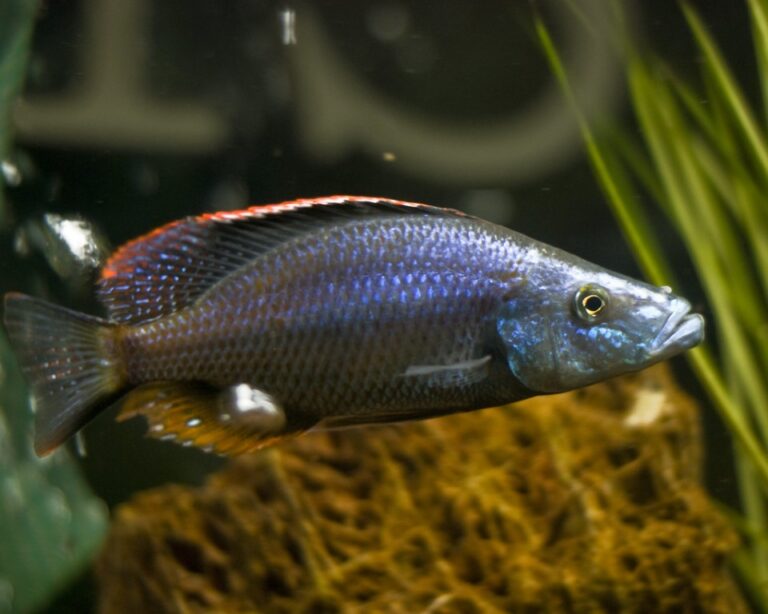 Compressiceps Azul peixe: características, habitat, alimentação e onde ...