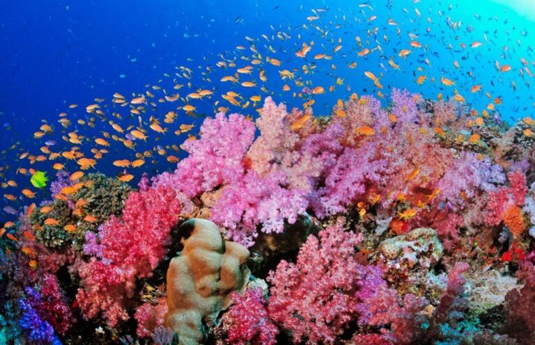 Coral: características, alimentação, ameaças, curiosidades e qual sua ...