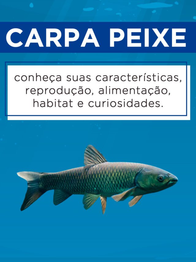 Carpa peixe: características, reprodução, alimentação, habitat e tipos ...