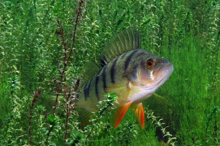 Perca europeia peixe: características, reprodução, alimentação, habitat ...