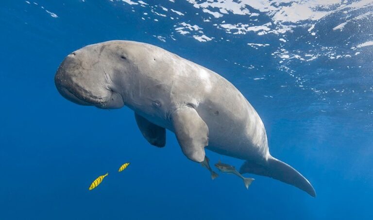 Dugongo: características, comportamento, reprodução, alimentação ...