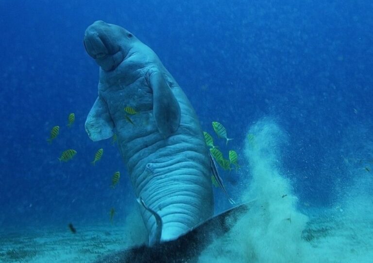 Dugongo: características, comportamento, reprodução, alimentação ...