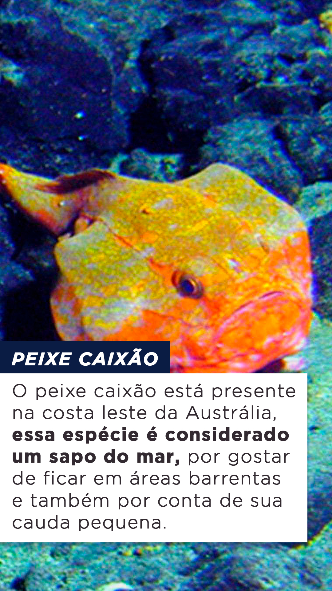 Top 11 espécies de peixes mais feios do mundo | Blog do Pescador