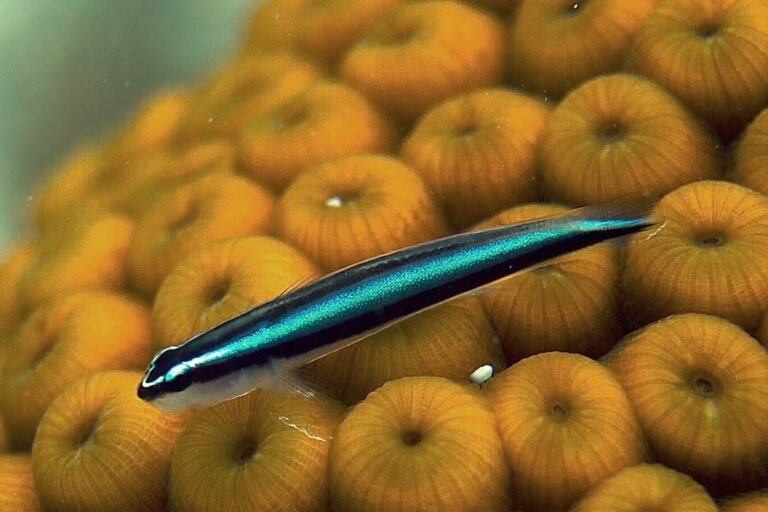 Góbio neon: características, habitat e alimentação | Blog do Pescador