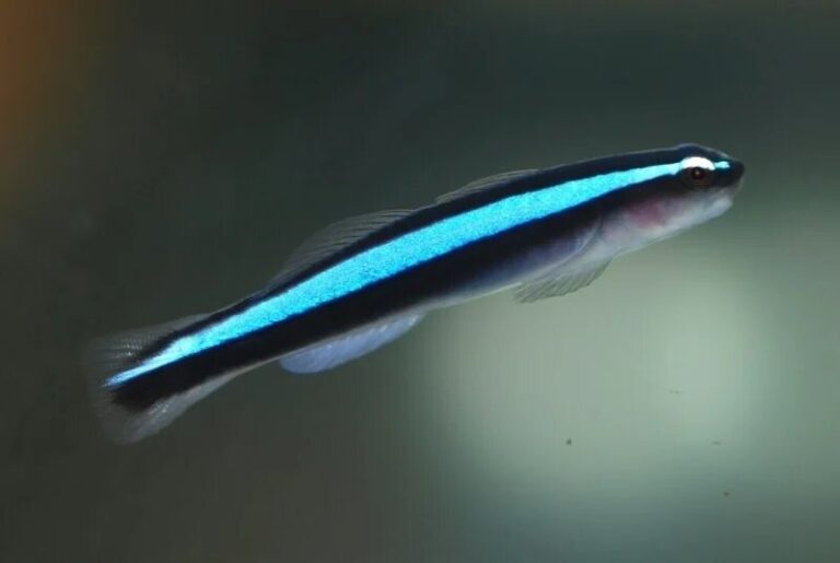 Góbio neon: características, habitat e alimentação | Blog do Pescador