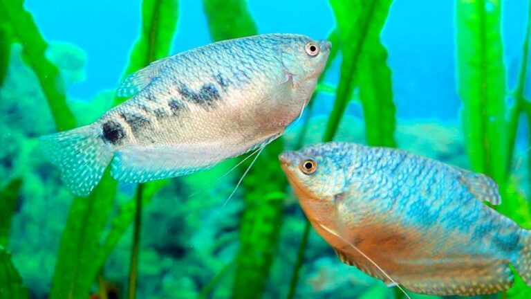Tricogaster azul peixe: origem, características, reprodução ...