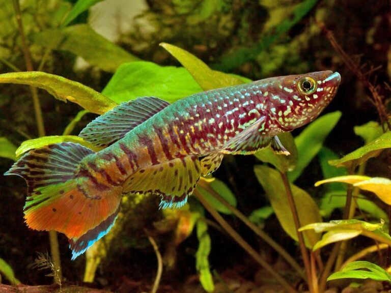 Killifish Blue Gularis peixe: características, habitat, alimentação e ...