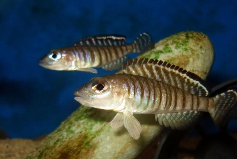 Lamprologus signatus peixe: características, habitat, alimentação e ...