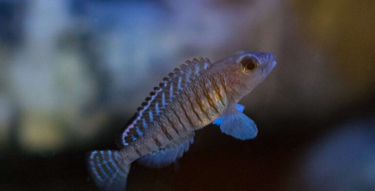 Lamprologus signatus peixe: características, habitat, alimentação e ...