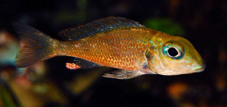 Macrops peixe: características, habitat, alimentação e onde encontrar ...