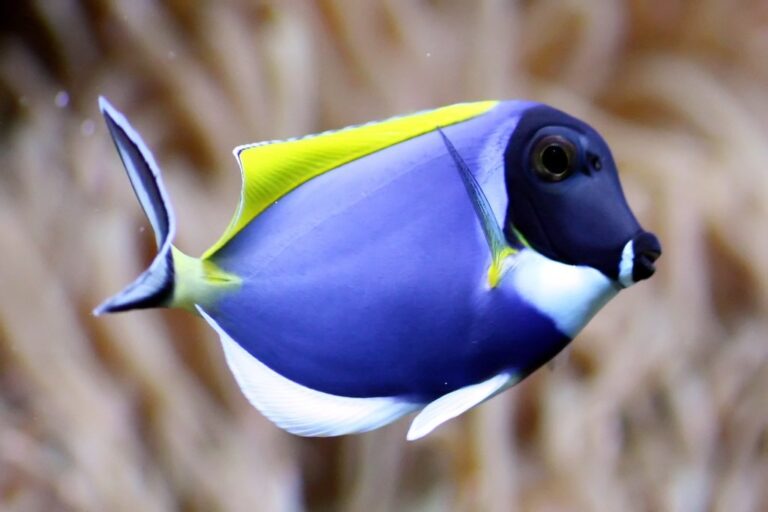 Cirurgião-azul-claro peixe: origem, características, reprodução ...
