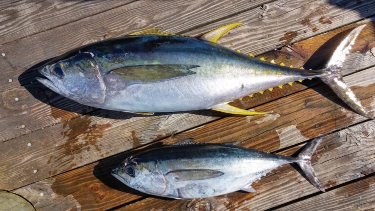 Atum-amarelo peixe: características, reprodução, alimentação, habitat e ...