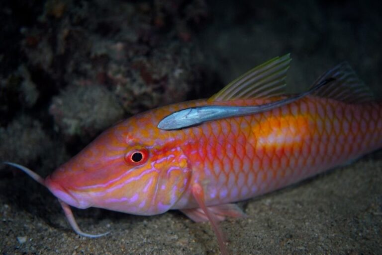 Peixe cabra: características, curiosidades, reprodução, alimentação e ...