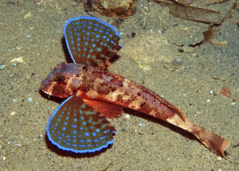 Cabra-riscada peixe: espécies, características, alimentação e habitat ...