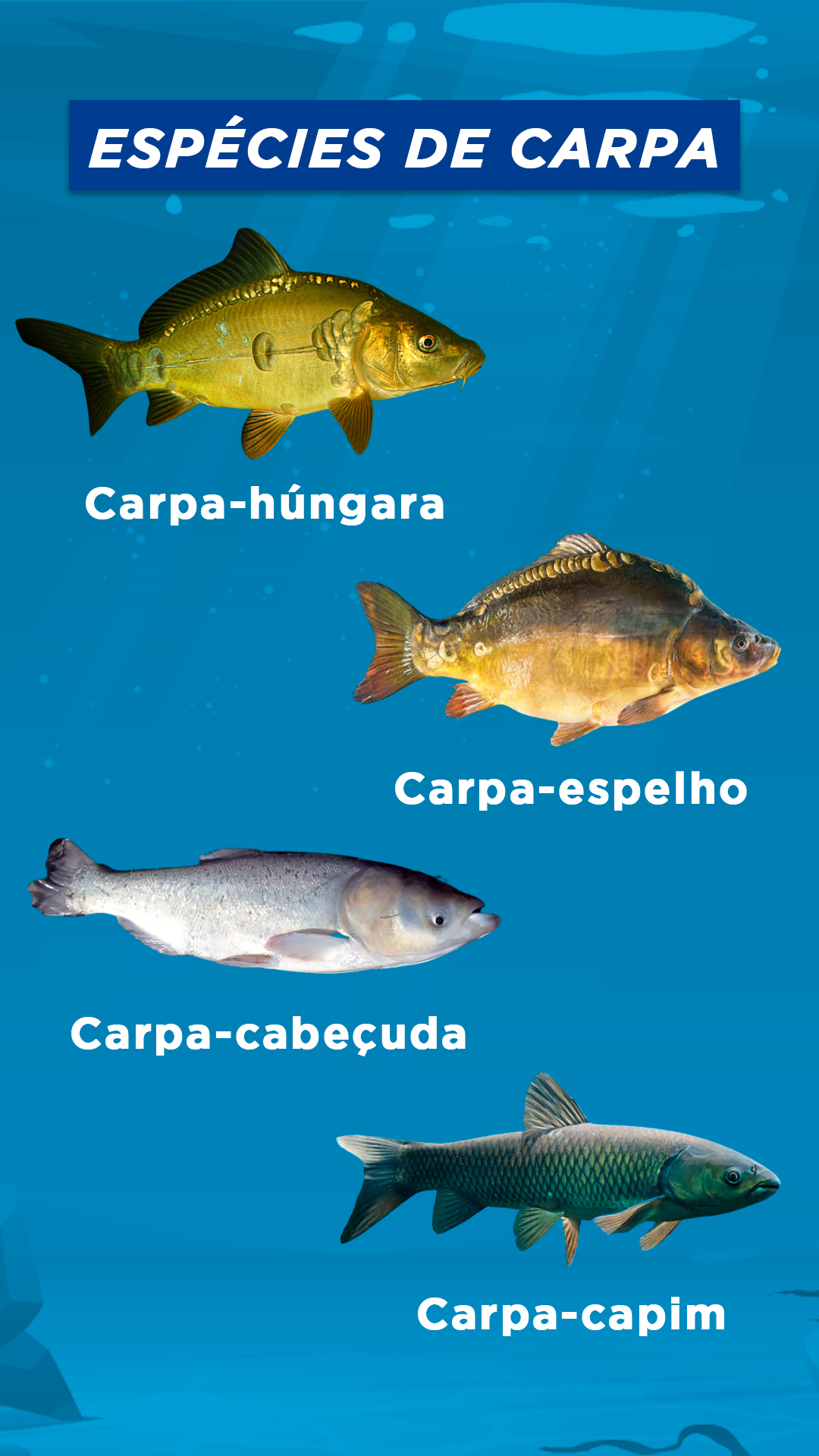 Carpa peixe: características, reprodução, alimentação, habitat e tipos ...