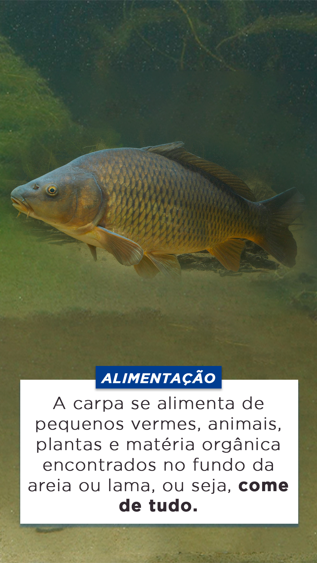 Carpa peixe: características, reprodução, alimentação, habitat e tipos ...