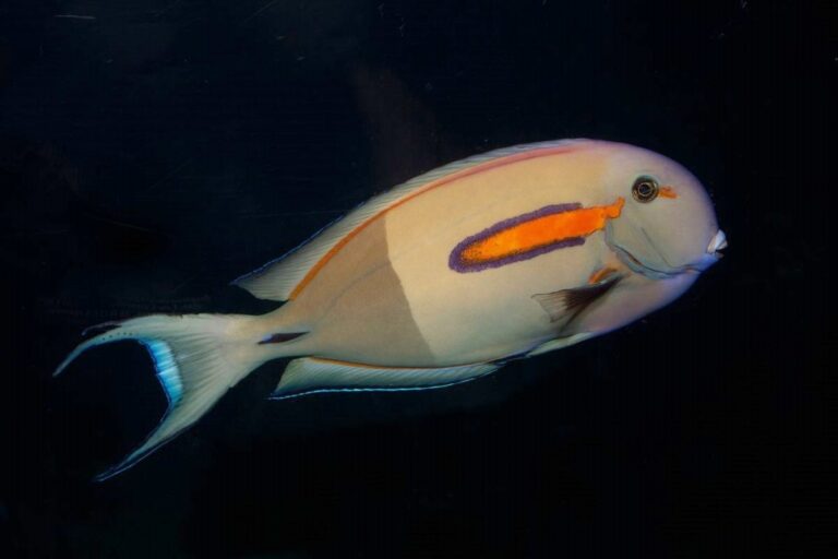 Peixe cirurgião de banda laranja: características, alimentação ...
