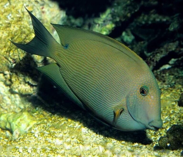 Peixe cirurgião estriado: características, alimentação, temperamento e ...