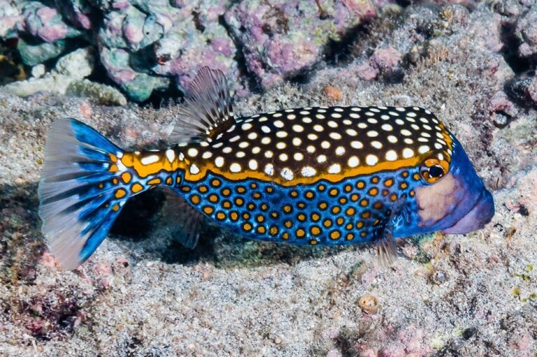 Peixe-cofre-azul-e-amarelo: características, curiosidades, alimentação ...