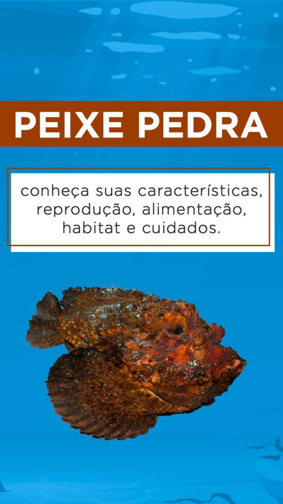 Peixe pedra: características, curiosidades, reprodução, alimentação ...