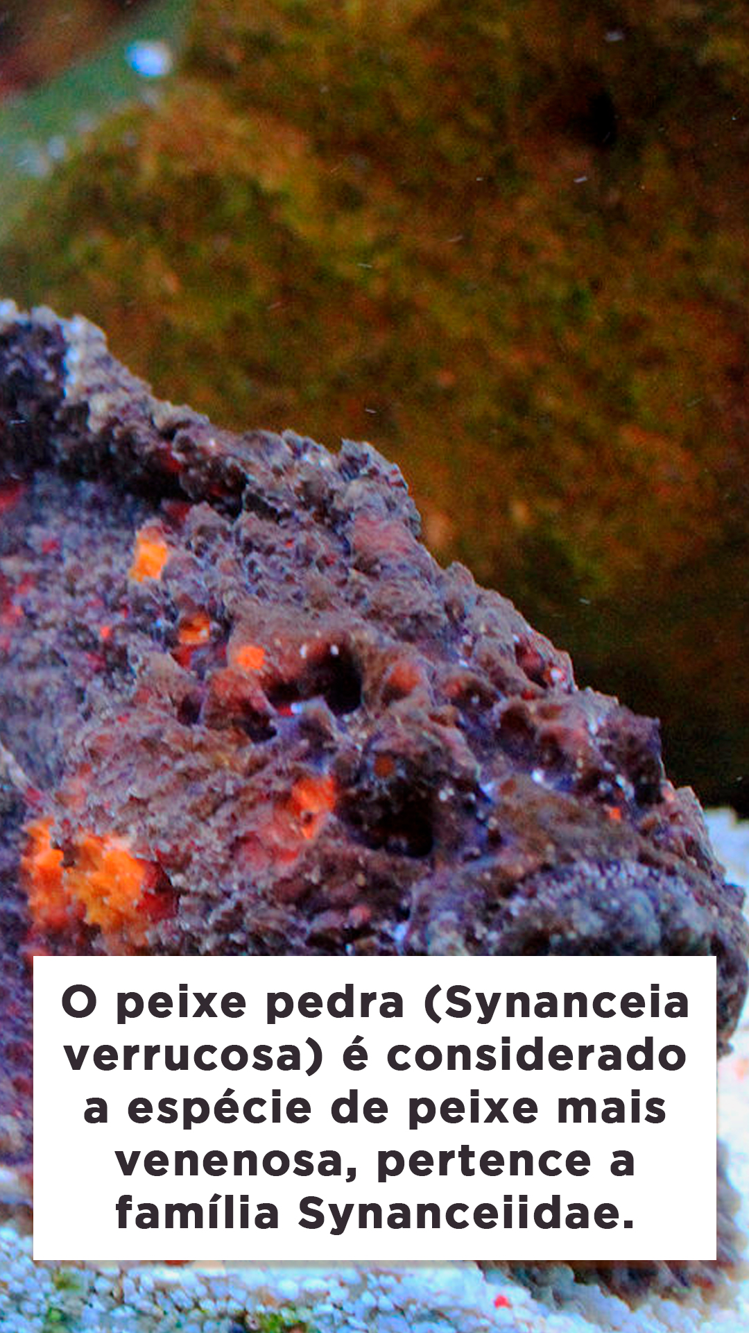 Peixe pedra: características, curiosidades, reprodução, alimentação ...