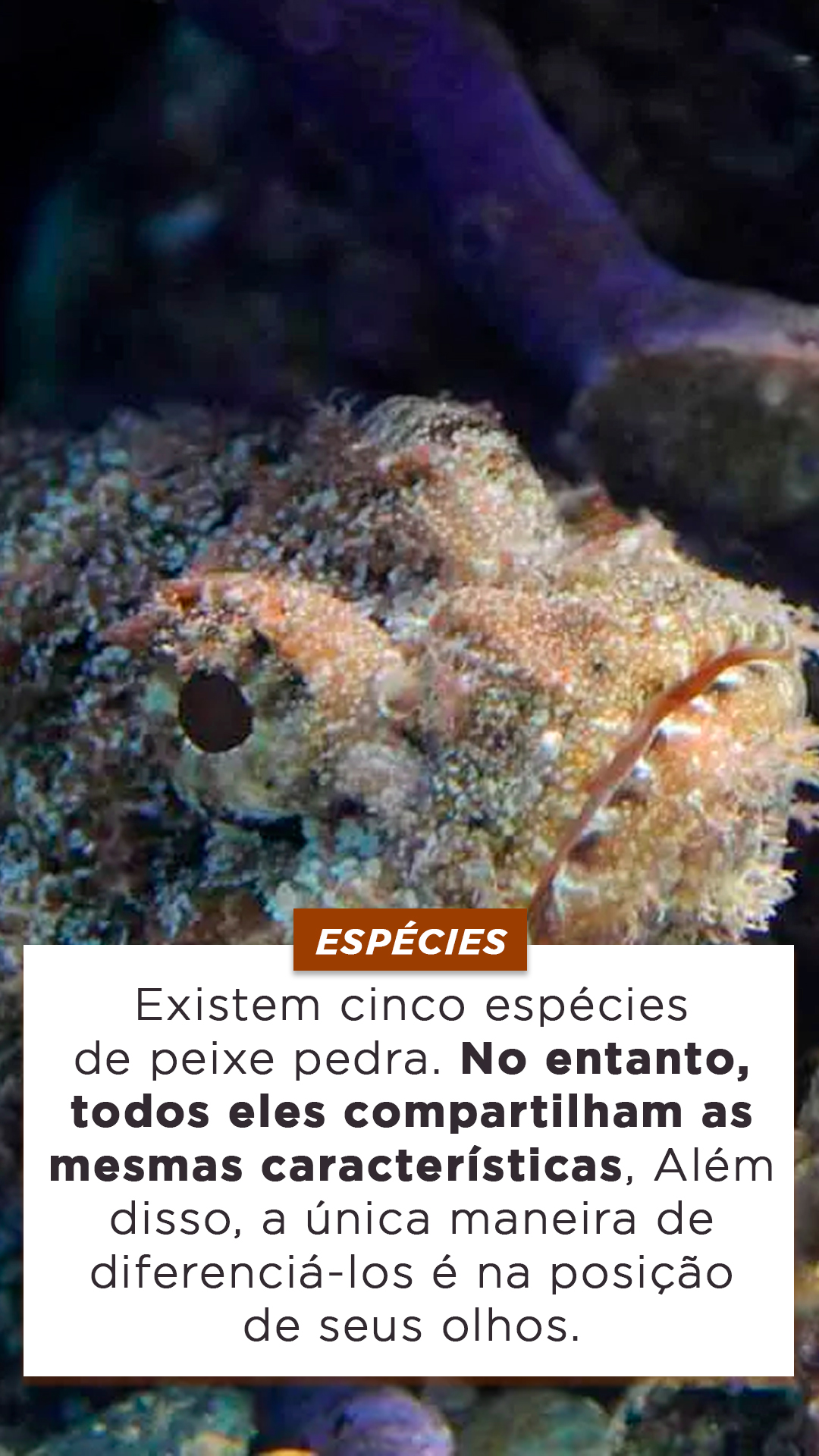 Peixe pedra: características, curiosidades, reprodução, alimentação ...