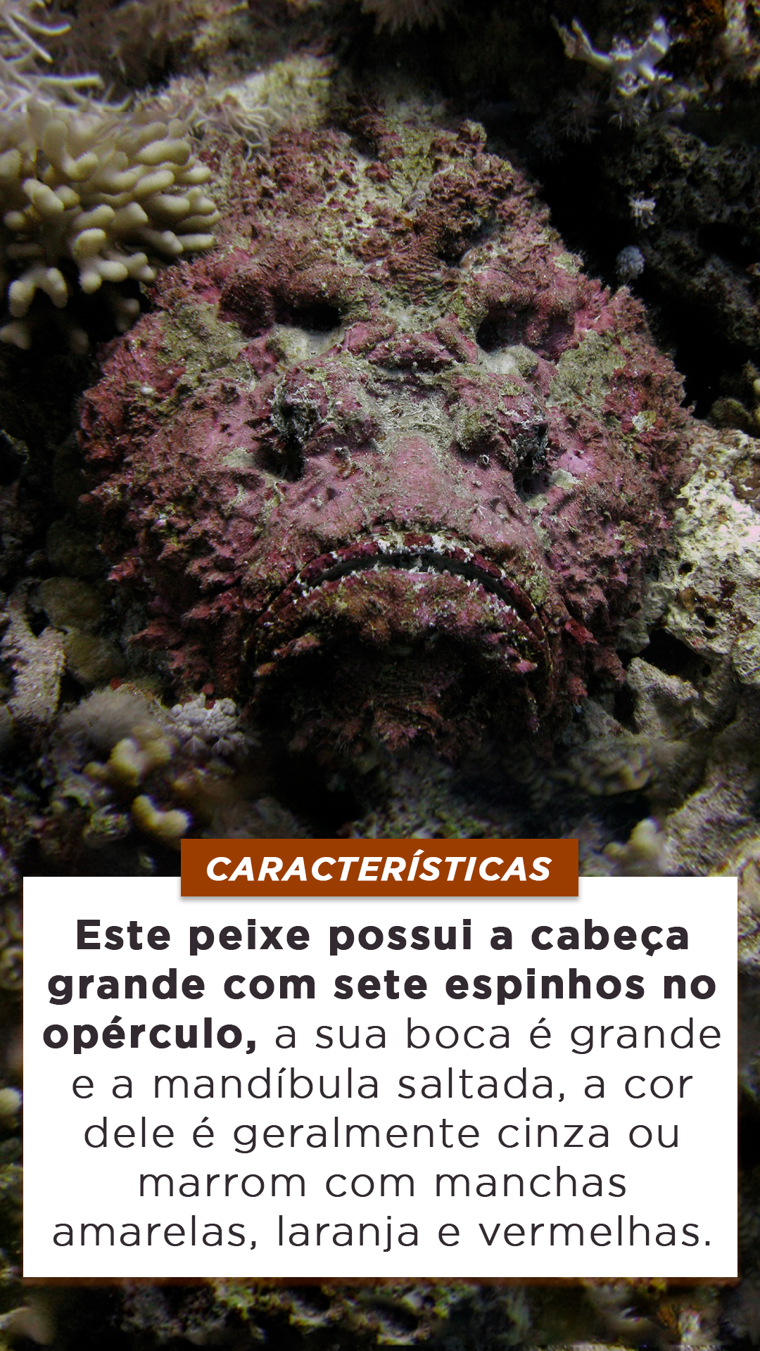 Peixe pedra: características, curiosidades, reprodução, alimentação ...