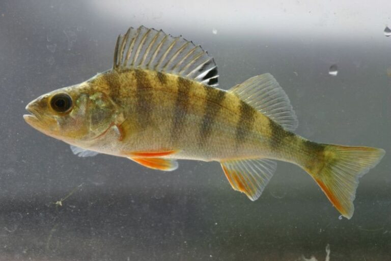 Perca europeia peixe: características, reprodução, alimentação, habitat ...