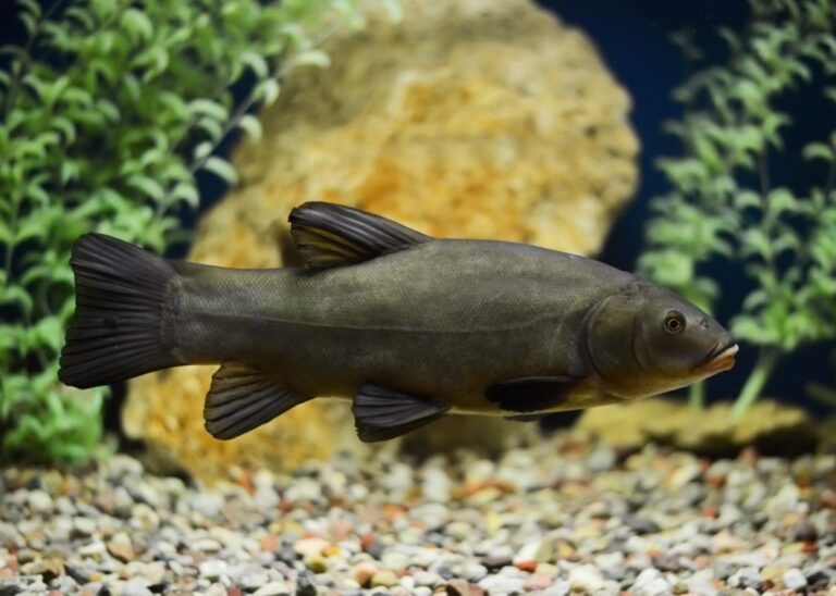 Tenca peixe: características, reprodução, alimentação, habitat e ...