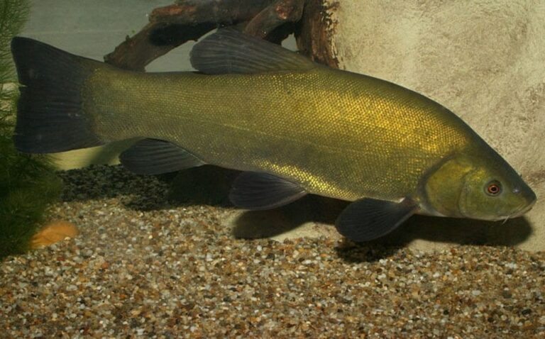 Tenca peixe: características, reprodução, alimentação, habitat e ...