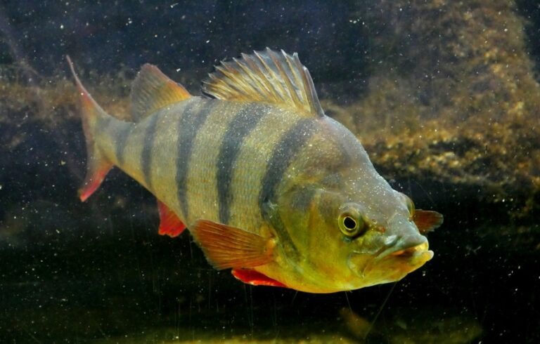 Perca europeia peixe: características, reprodução, alimentação, habitat ...