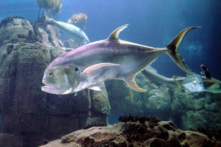 Pompano africano: características, habitat, alimentação, informações e ...