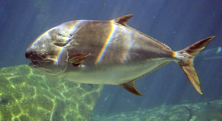 Pompano africano: características, habitat, alimentação, informações e ...