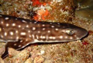 Tubarão de coral: características, reprodução, alimentação, habitat e ...