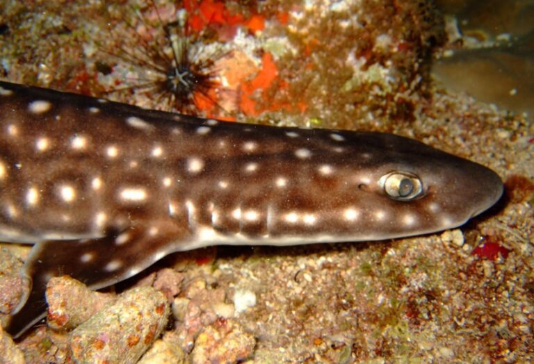 Tubarão de coral: características, reprodução, alimentação, habitat e ...