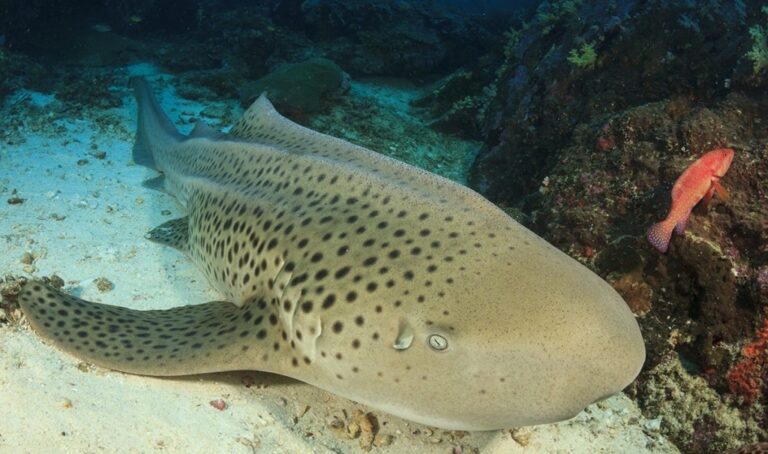 Tubarão-zebra: características, reprodução, alimentação e habitat ...