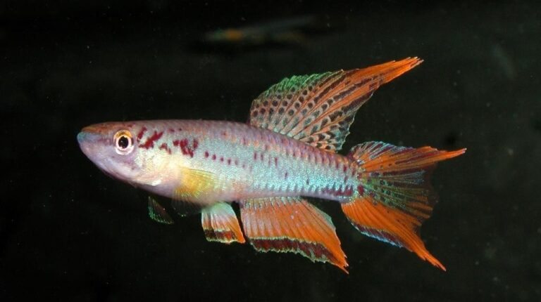 Two-banded killi peixe: características, alimentação, habitat e onde ...