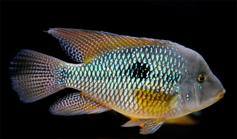 Acará papa terra peixe: características, alimentação, habitat e onde ...