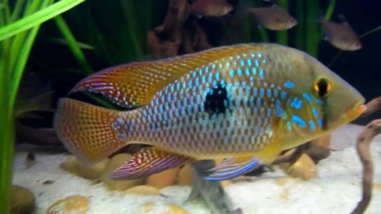 Acará papa terra peixe: características, alimentação, habitat e onde ...