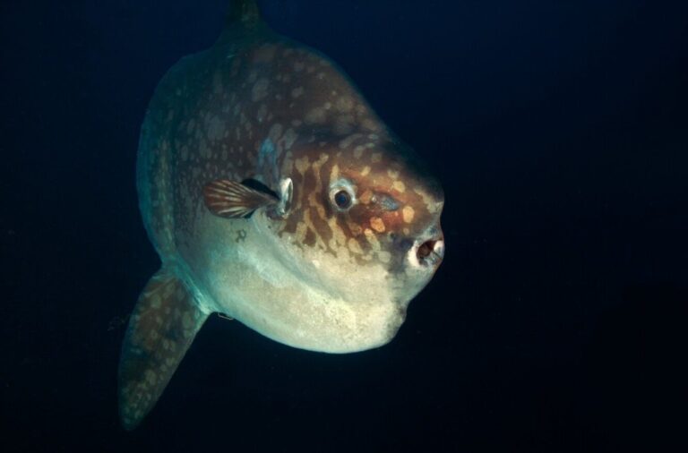 Peixe-lua-rabudo: características, reprodução, alimentação e habitat ...