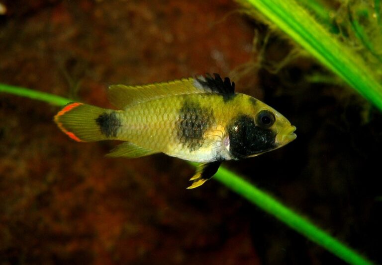 Apistogramma panda peixe: características, alimentação, habitat e onde ...