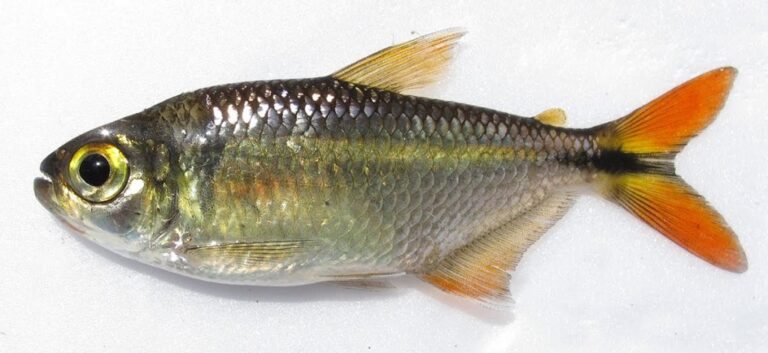 Piaba-do-rabo-amarelo: características, habitat, alimentação, tipos de ...