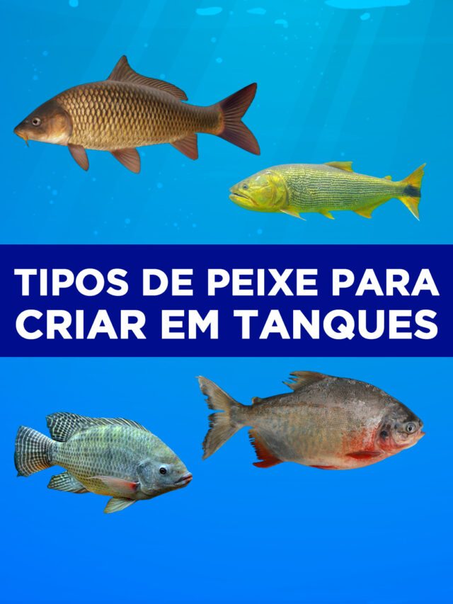 7 tipos de peixes para criar em tanques | Blog do Pescador 7 tipos de peixes para criar em tanques | Blog do Pescador