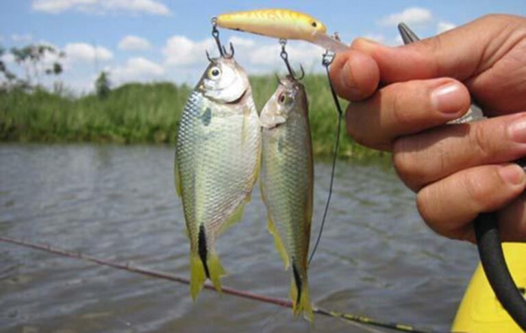 Massa caseira para pesca de piaba e lambari: receitas e como usar| Blog ...