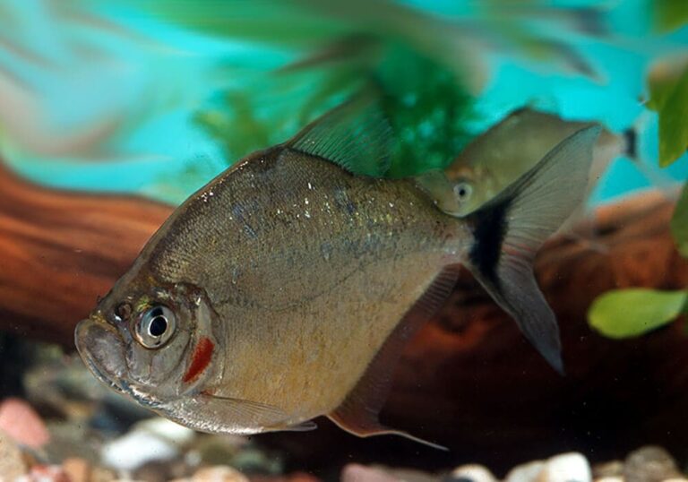 Pacu-piranha peixe: características, alimentação e habitat | Blog do ...